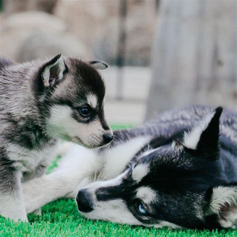 Why Alaskan Klee Kai Puppies Are Amazing Companions