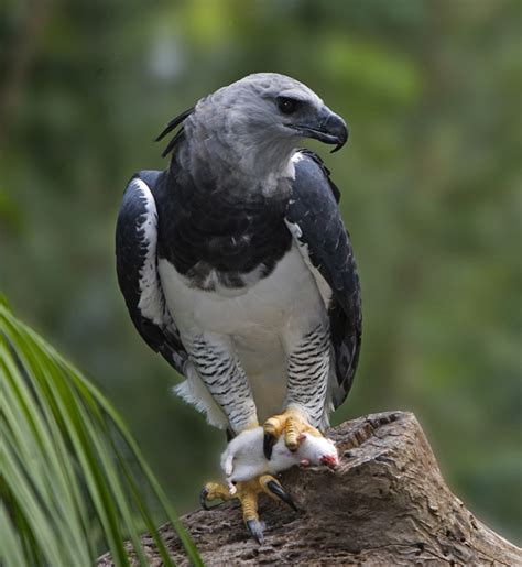 Harpy Eagle Head