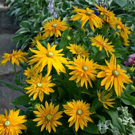 Rudbeckia Sunbeckia Laura White Flower Farm