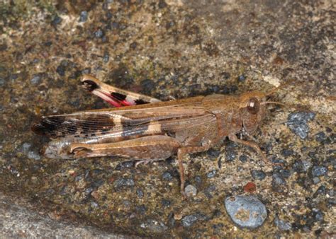 European Locusts And Their Ecology Aiolopus Strepens