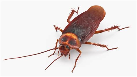 3d Animated Cockroach Creeps Rigged For Cinema 4d Turbosquid 2102533