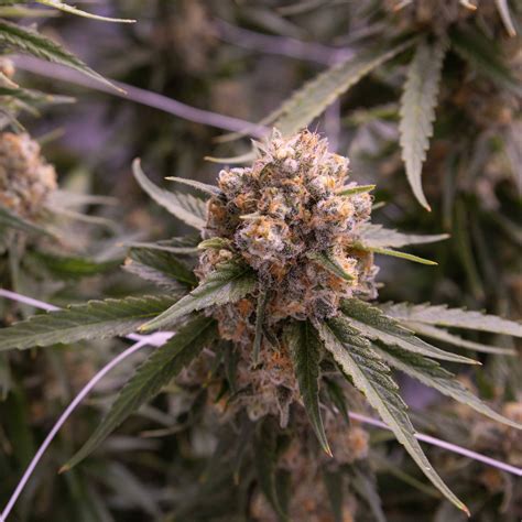 Bubble Berry High Minded