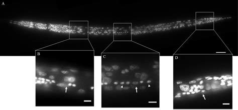Dapi Staining Of Wild Type Caenorhabditis Elegans Clade 9 The