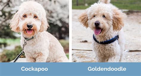 Cockapoo Vs Goldendoodle The Differences With Pictures Hepper Pet
