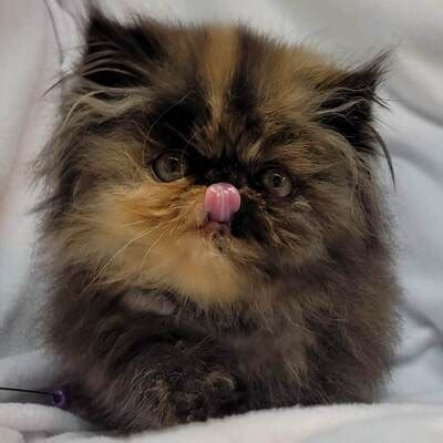 Grey Tortoiseshell Cat
