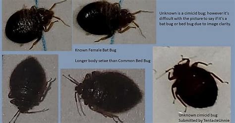 Unknown Female Cimicid And Bat Bugs Album On Imgur