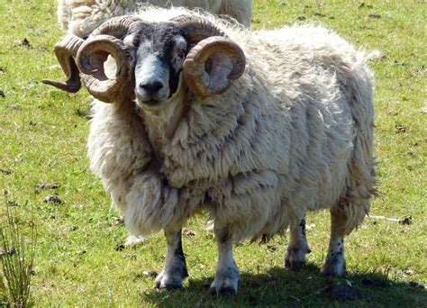 Sheep Names List For Your Flock Cute And Unique Ideas