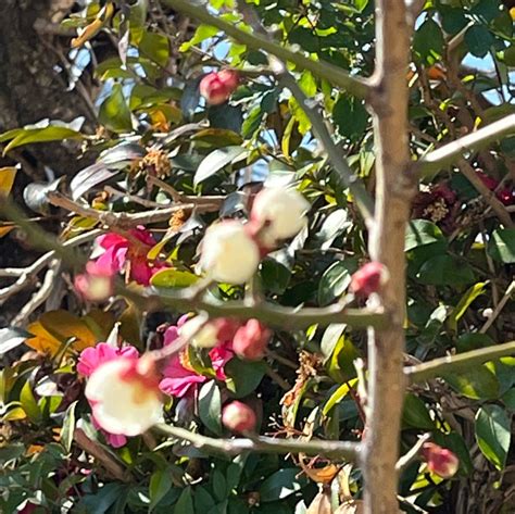 開花 フウト一家