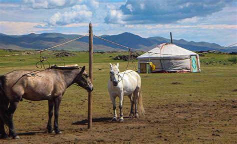 Mongolian Horse