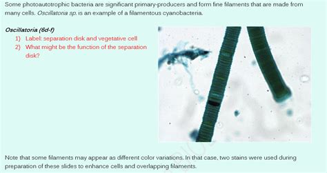 Solved 1phylum Proteobacteria The Largest Most Diverse