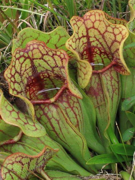 Sarracenia Purpurea Var Venosa