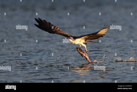 Osprey Fish Hawk Pandion Haliaetus Adult Fishing Carrying A Caught
