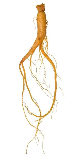 Ginseng Root On Isolated Background Premium Photo