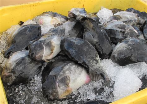 Heill Fiskur Fiskur Og Kaffi