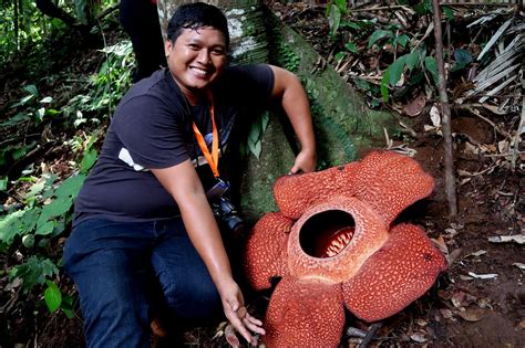 Paling Bagus 16 Sketsa Bunga Rafflesia Arnoldi Gambar Bunga Indah