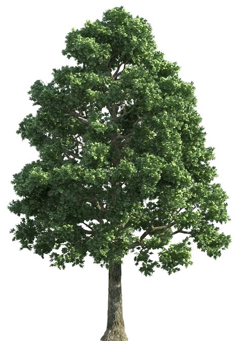 Green Realistic Tree Png Clip Art 1000 Tree Photoshop Tree