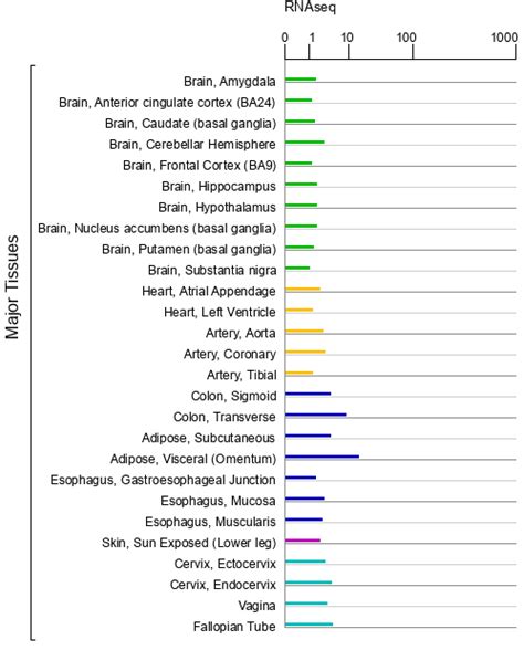 Agxt Gene Genecards Agt1 Protein Agt1 Antibody