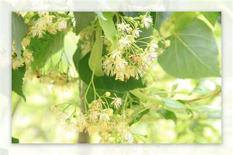 椴树花紫椴花图片素材 编号28790006 图行天下