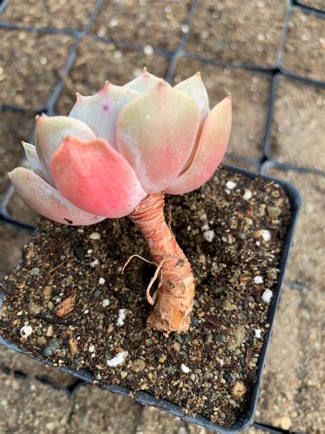 Echeveria Deresina April Farmrare Succulents