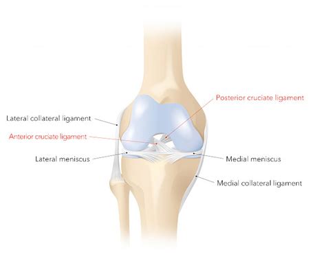 Cruciate Ligament Rupture Information On Therapy