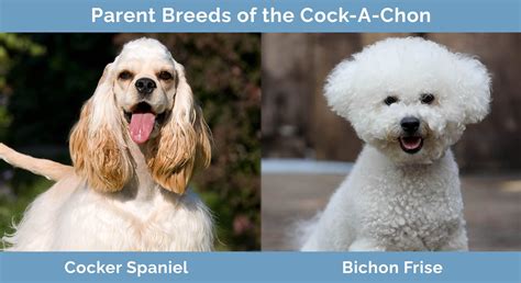 Cock A Chon Cocker Spaniel And Bichon Frise Mix Info Pictures Facts