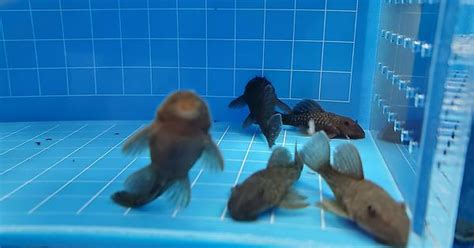 L056y Hypostomus Plecostomus Yellow Chubby Pleco Album On Imgur