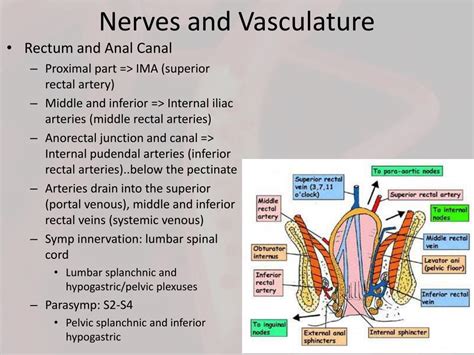 Ppt Colon Rectum Anal Canal Powerpoint Presentation Free Download