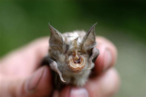 Different Types Of Bats In The World