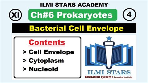 What Is An Envelope Biology At Larry Yockey Blog