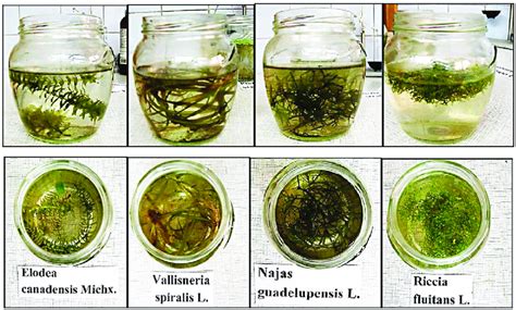 Appearance Of Submerged Hydrophytes During Exposure In A Mixture Of
