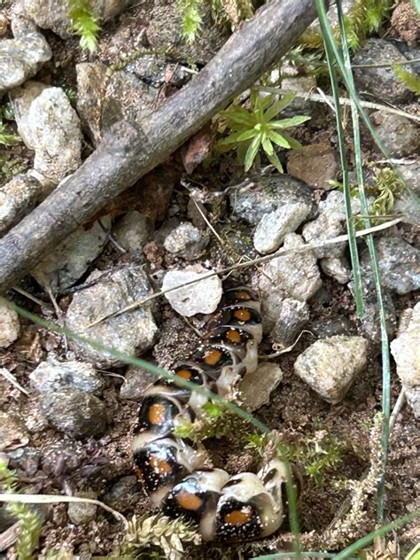 Some Sort Of Centipede Any Identification Would Be Helpful Know The Pic Is Not Great R