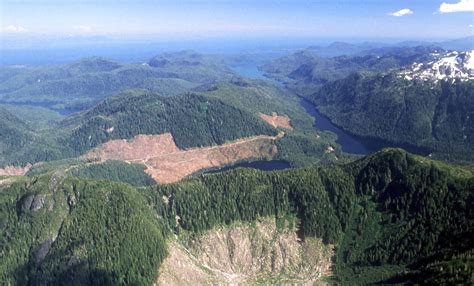 Alaskas Tongass National Forest Logging Restrictions Reinstated Npr
