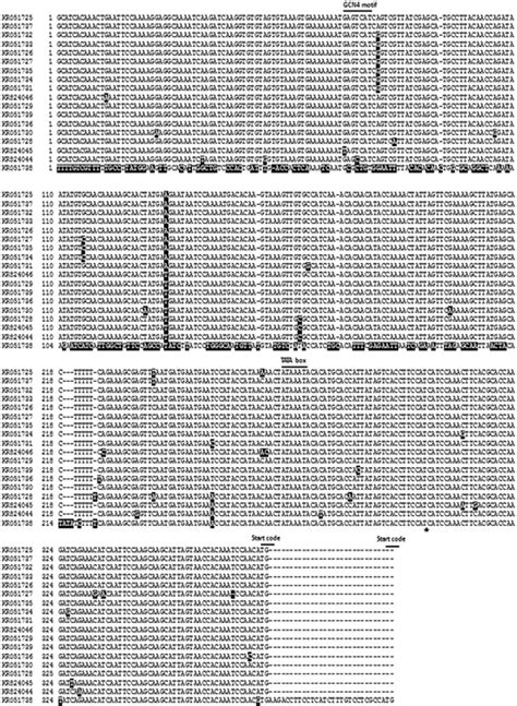 Nucleotide Sequence Alignment Of The Promoter Regions From The