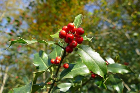 Free Images Tree Branch Blossom Fruit Leaf Flower Food Red