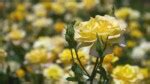49 Best Yellow Flowers For Gardens Annuals And Perennials Planet