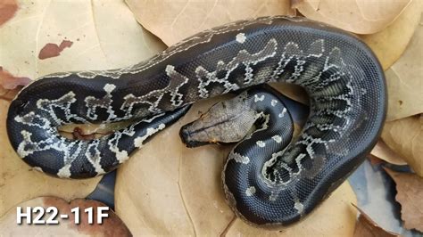 Black Sumatran Short Tailed Python By Bio Boutique Morphmarket