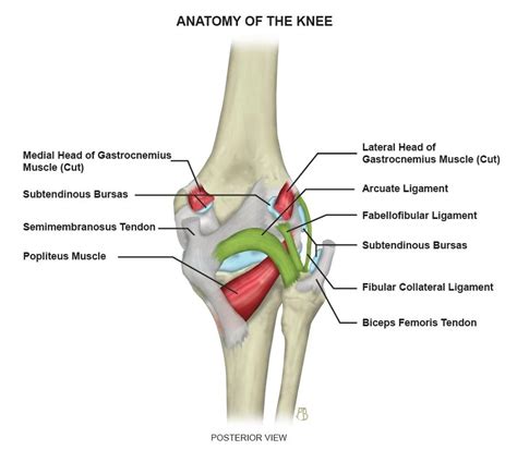 Arcuate Ligament Wikism Sports Medicine Wiki