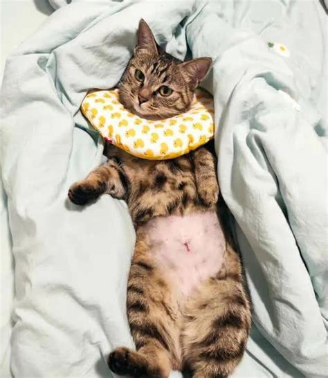 狸花猫个个是宝，为何养着养着就丢，街头流浪真相让人心疼