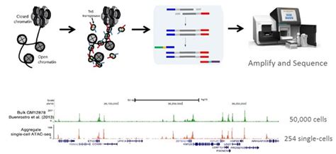 Atac Seq Kit 자연과학