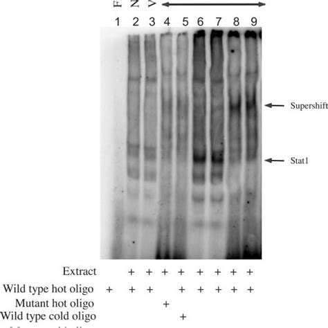 Emsa Showing That Estrogen Treatment Increases Stat1 Binding To Dna