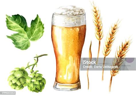 가벼운 맥주 한 잔과 신선한 녹색 홉과 밀과 보리 이삭 세트 손으로 그린 수채화 그림 흰색 배경에 고립 0명에 대한 스톡 벡터 아트 및 기타 이미지 Istock