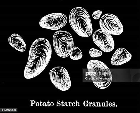 Potato Starch Under Microscope