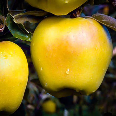 Buy Ein Shemer Apple Trees Online The Tree Center™
