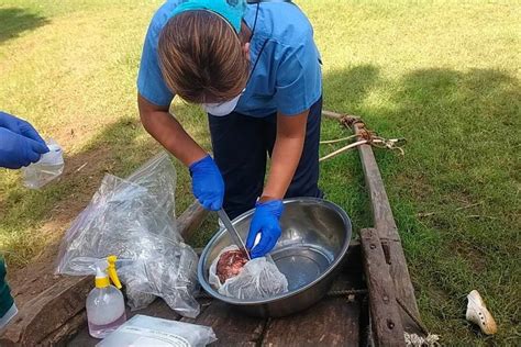 Pia 3 Anthrax Cases Confirmed In Cagayan