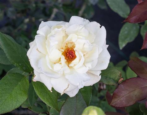 Nursery Sales Limited Sale Lanoha Nurseries