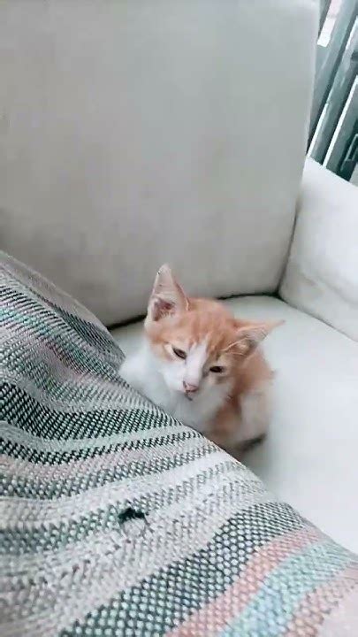 Makeup Liptint Shortvideo Haveitoldyoulatelythatiloveyou Beauty Duet Youtube