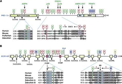 Lysine Acetylation Codified Crosstalk With Other Posttranslational