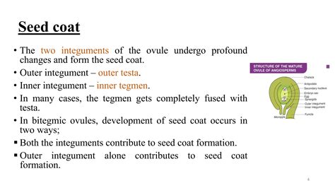 Seed Structure Parts Of A Seed Types Pptx