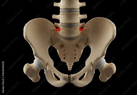 Human Sacroiliac Joint Anatomy 3d Model Of Pelvis And Lower Spine