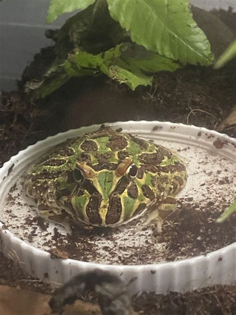 Bath Tim Rpacmanfrog